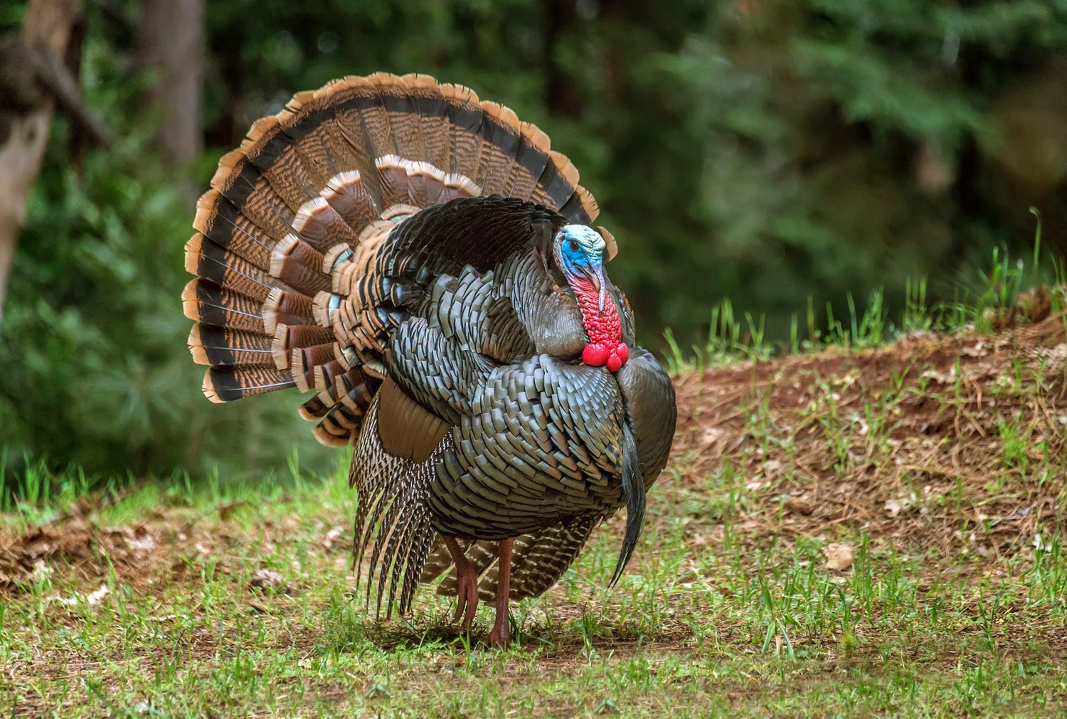 2026 Turkey Season Dates for Every State (Complete Guide) – MEMORY MOUNT